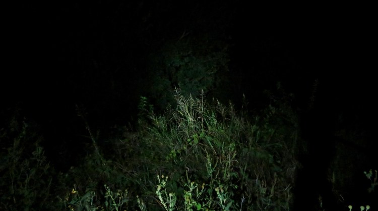 The Haunting of Theorosa’s Bridge – IC in the ICT